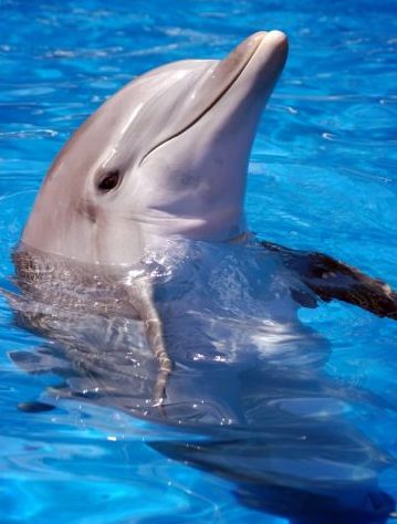 Those Incredible Dolphins! | Alpha Omega Institute Those Incredible Dolphins! | Alpha Omega Institute