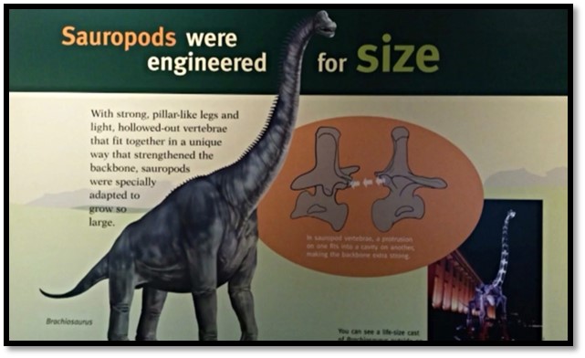 Sauropods - Designed and Engineered!! » Alpha Omega Institute