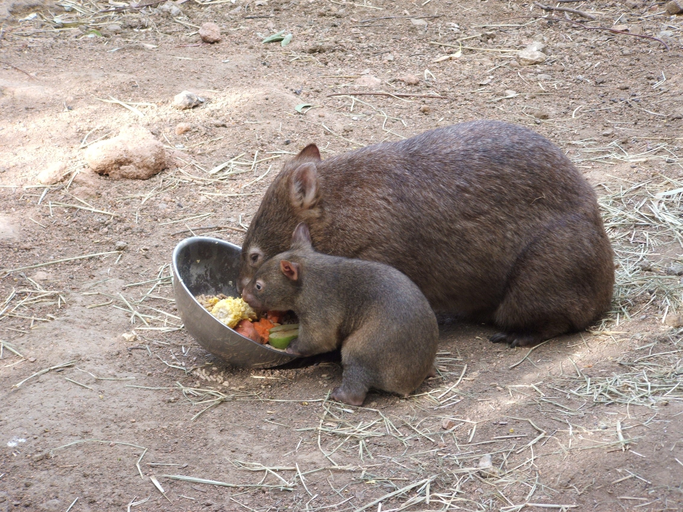 Wombat Baby In Pouch