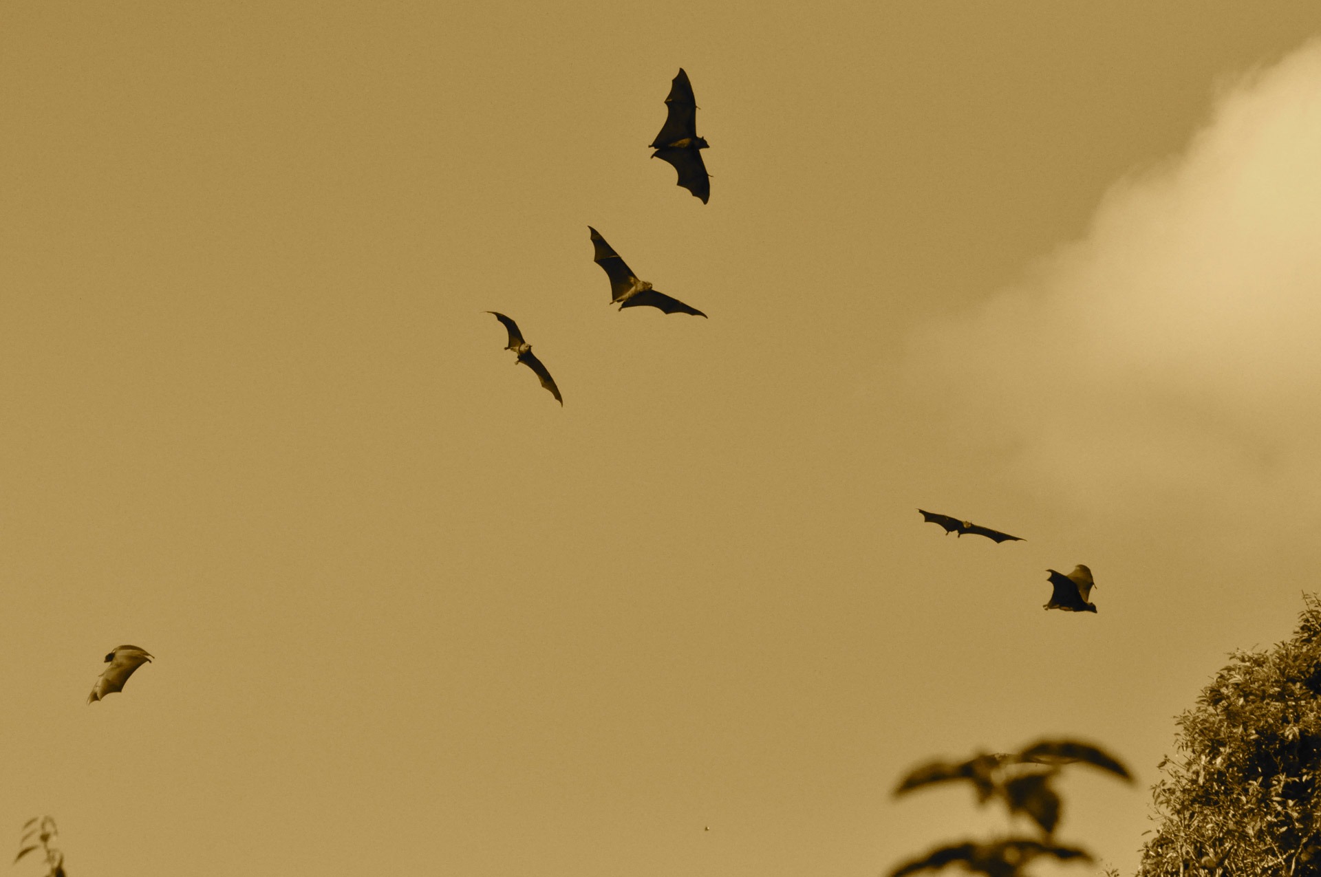 “Unexpected Aerodynamics of Bat Flight” | Alpha Omega Institute